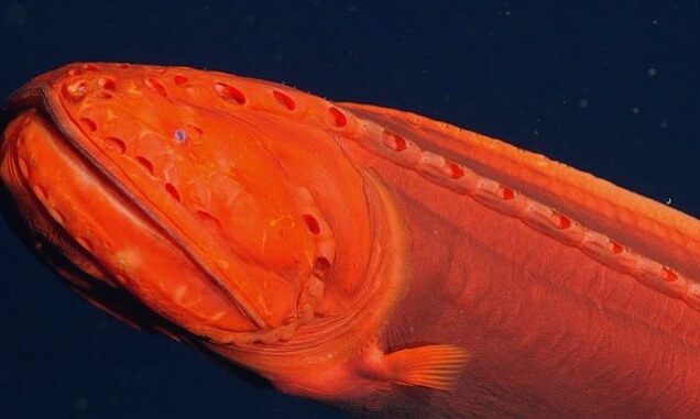 Καλιφόρνια: Εντοπίστηκε σπάνιο ψάρι που αλλάζει μορφή - BEST TV Καλαμάτα