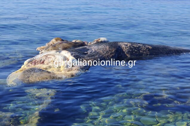 Νεκρή φάλαινα ξεβράστηκε στην ακτή της Μαραθόπολης (βίντεο) - BEST TV ...