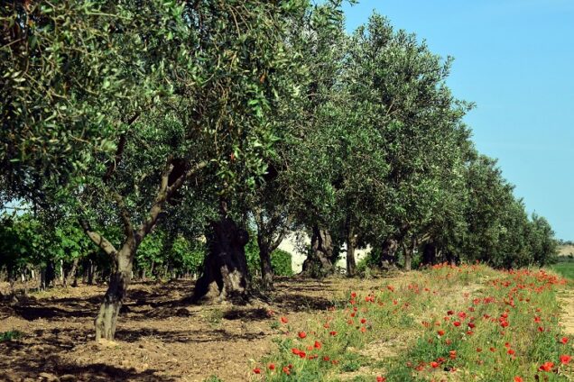Ελιά: Πιστοποιημένα φυτά για πρόληψη από την Xylella fastidiosa - BEST ...