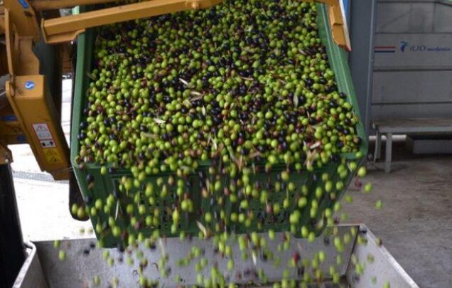 Μεγάλη η ζημιά στην ελαιοπαραγωγή στη Μεσσηνία λόγω δάκου και ...