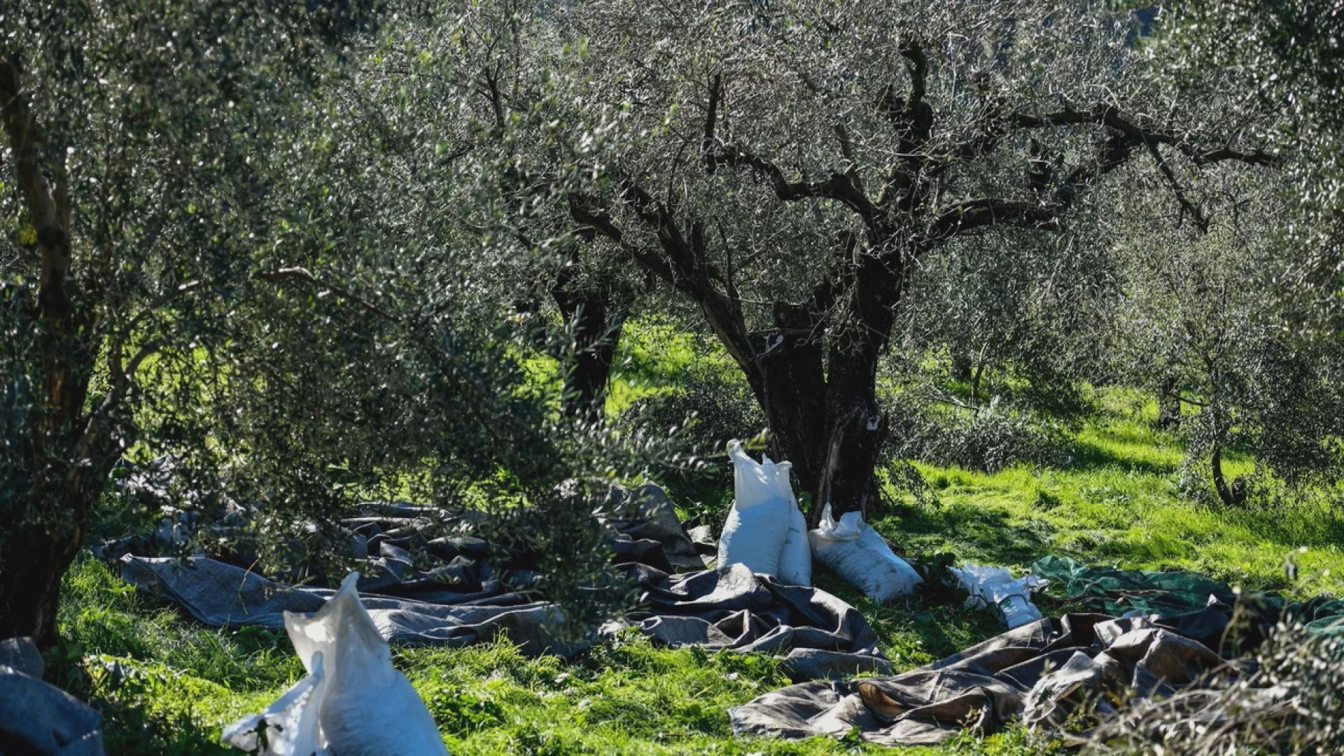 Μάζεμα ελιάς με... σεκιούριτι και περιπολίες - «Τα πράγματα θα είναι ...