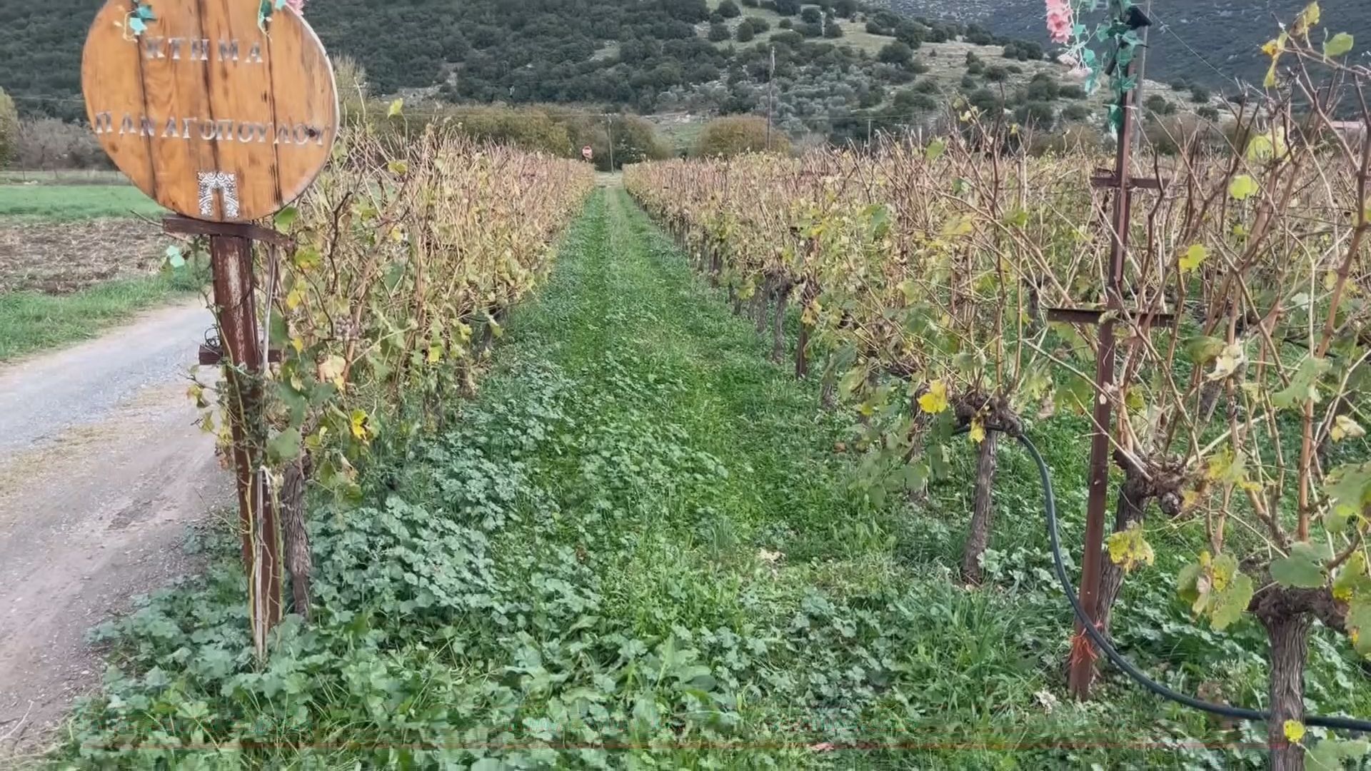 Η Παγκόσμια Ημέρα Οινοτουρισμού τιμήθηκε στην Αρκαδία (video) - BEST TV ...
