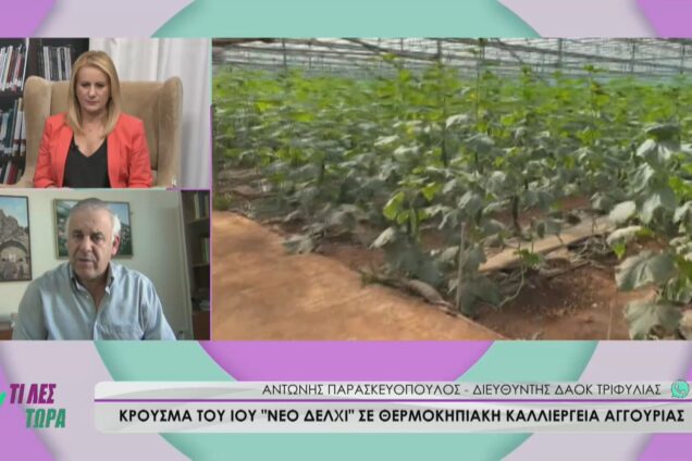 Κρούσμα του ιού της τομάτας «Νέο Δελχί» σε καλλιέργεια αγγουριάς στην ...