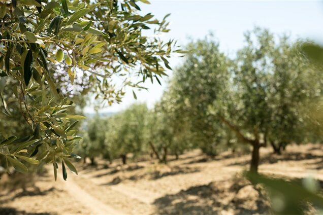 Στο μισό η ασφάλιση του ΕΛΓΑ για ακαρπία και περονόσπορο - BEST TV Καλαμάτα