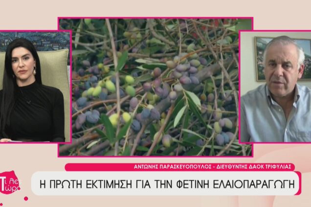 Η πρώτη εκτίμηση για τη φετινή ελαιοπαραγωγή (video) - BEST TV Καλαμάτα
